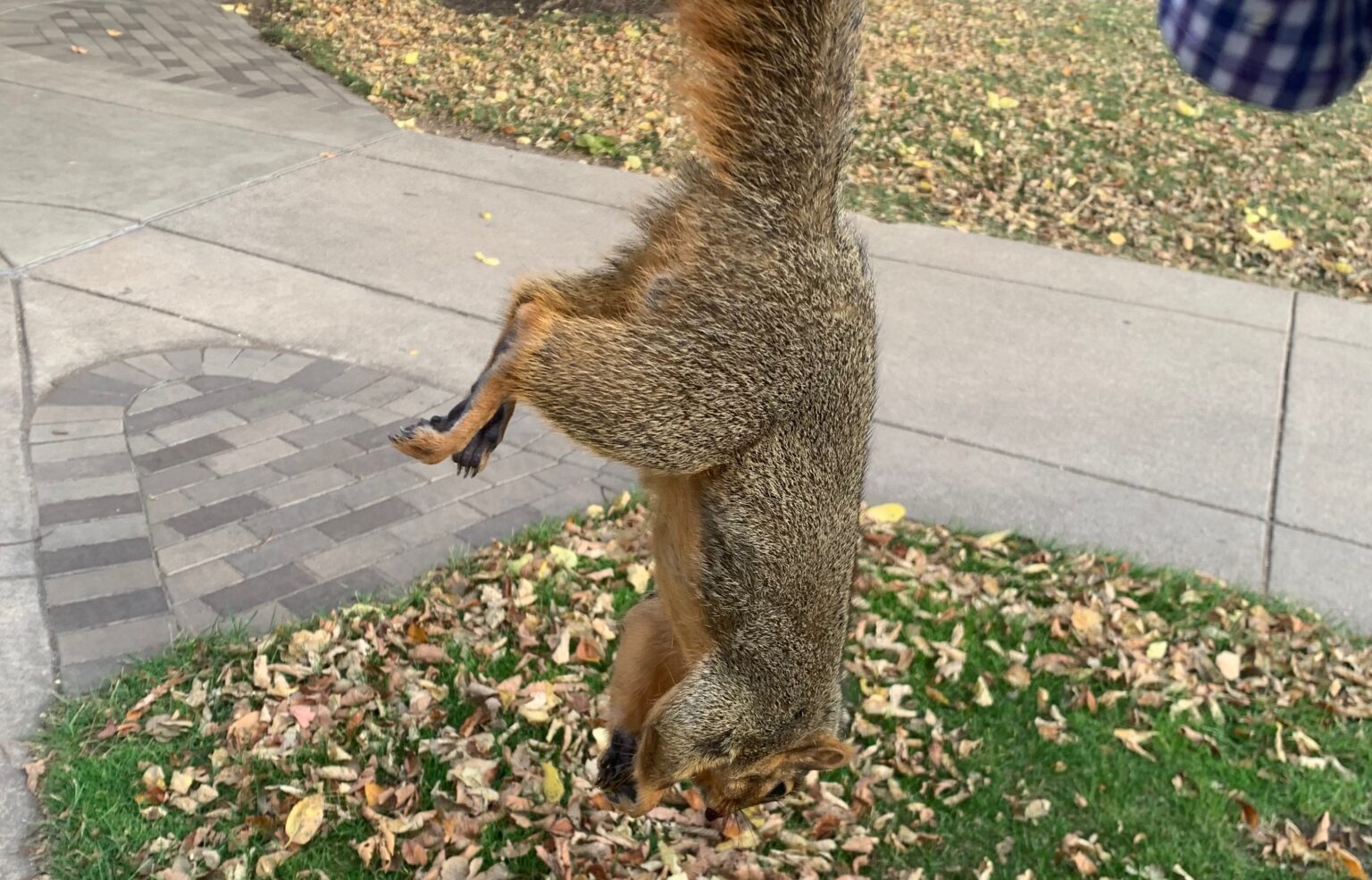 Squirrel “Genocide” Incites Campus-Wide Protests - Irish Rover